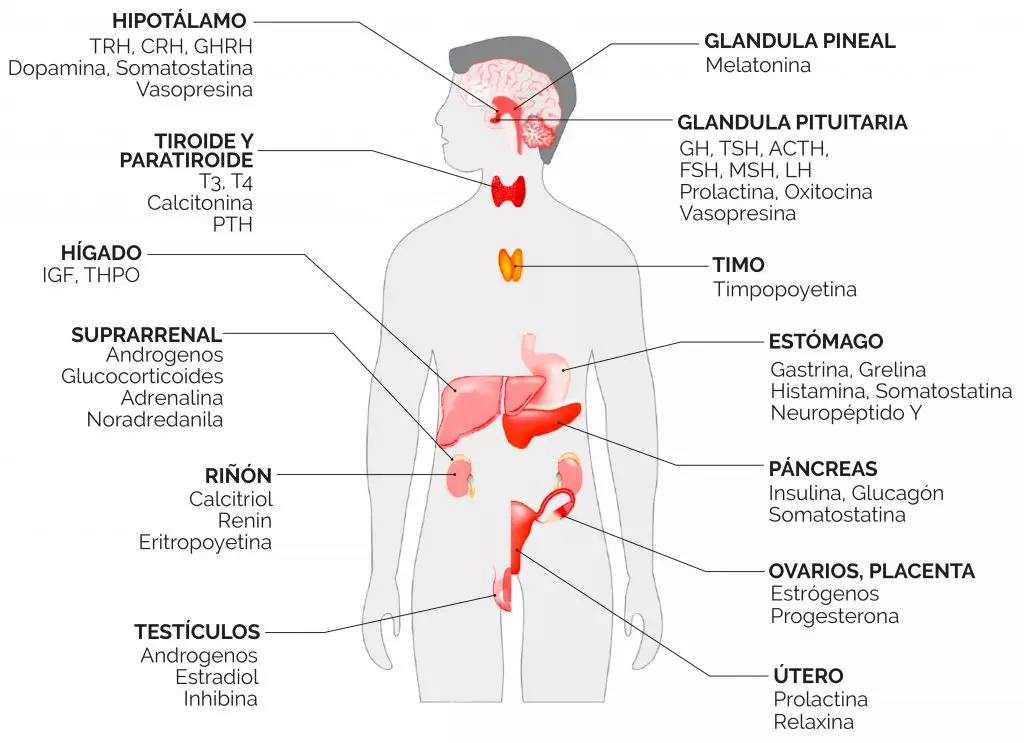 El Sistema Endocrino Anatomía Y Funciones