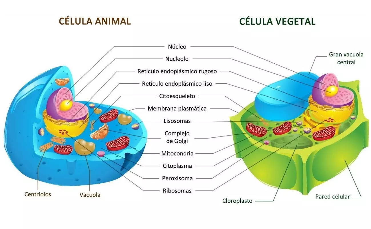 La célula y sus partes - GUÍA DE APRENDIZAJE