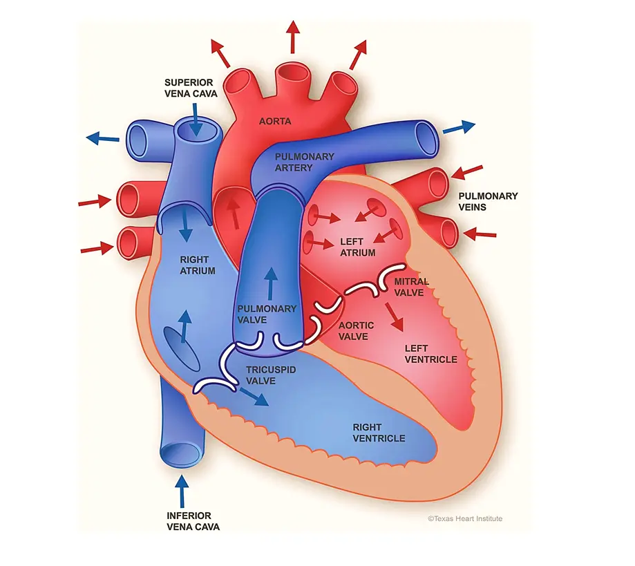 El Corazón y Sus Partes - GUÍA DE APRENDIZAJE